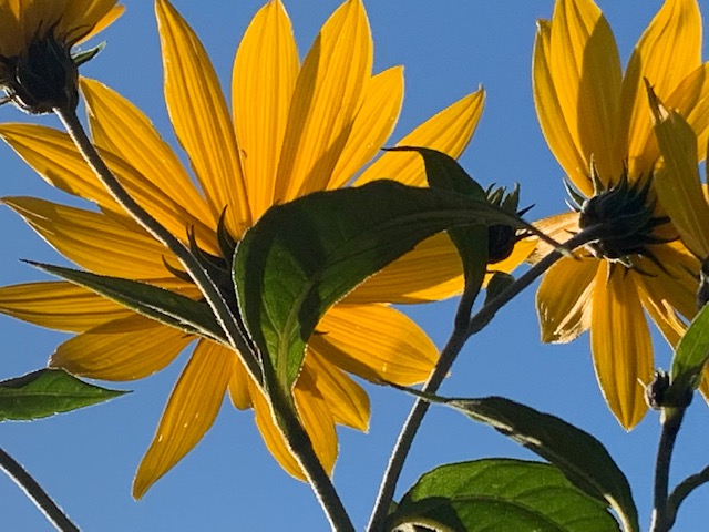 Wild Sunflowers Lining the Salt Marsh… – Tide Rollers & Mudlarkers…