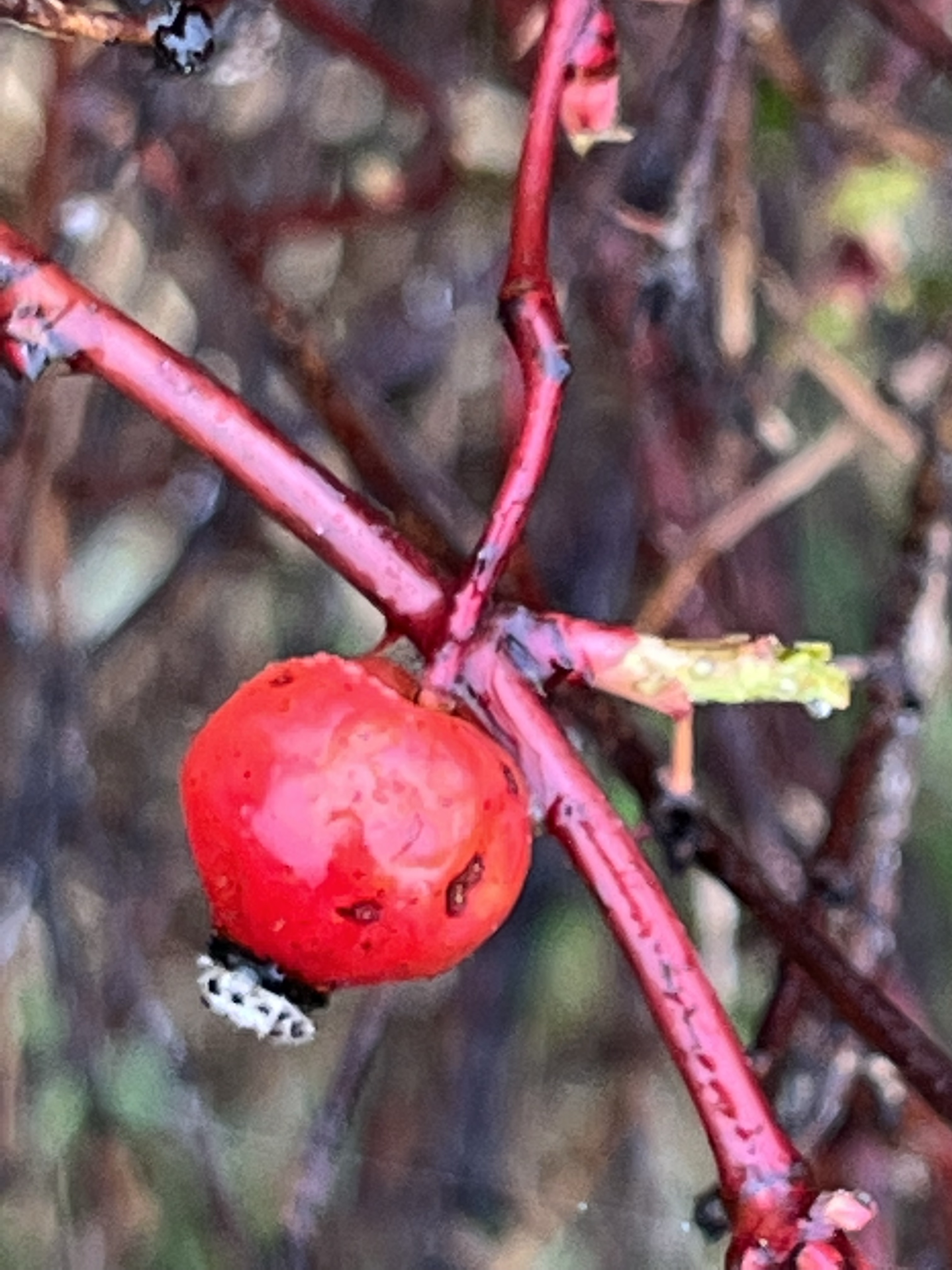 Visual Haiku Explained – Tide Rollers & Mudlarkers…