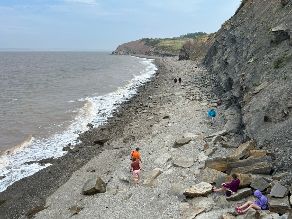 UNESCO World Heritage Site: Joggings Fossil Cliffs – Tide Rollers ...