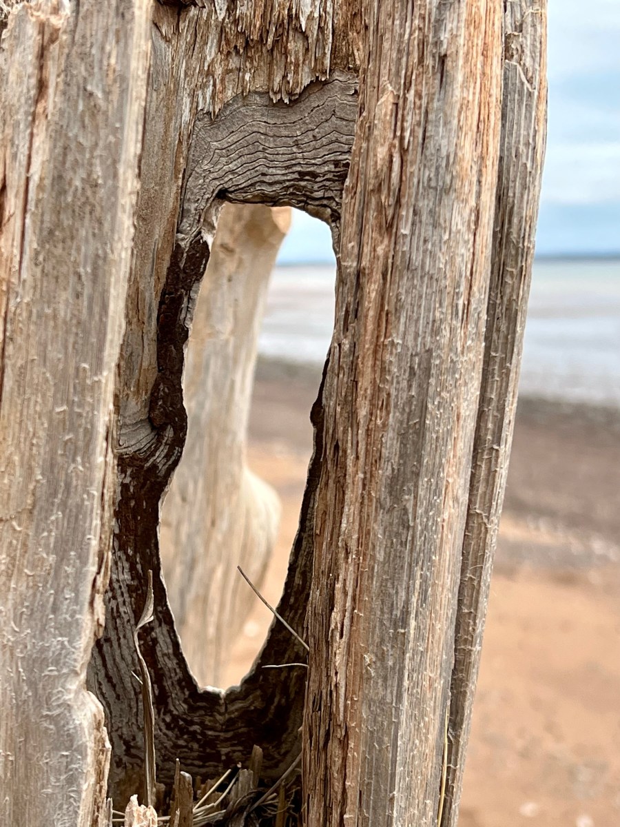 Beach Impressions – Tide Rollers & Mudlarkers…