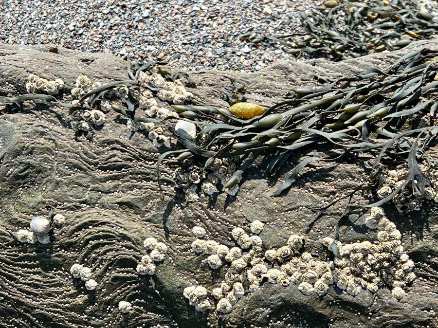 Fox Point Beach Hike – Tide Rollers & Mudlarkers…